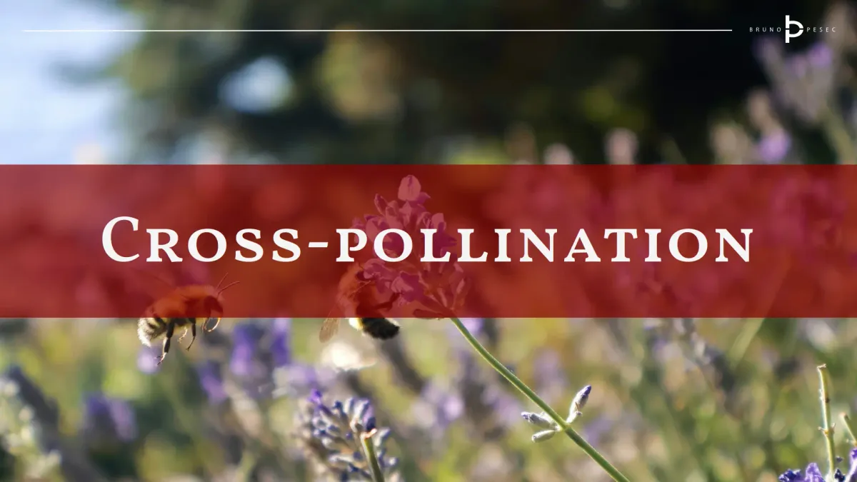 Cross-pollination